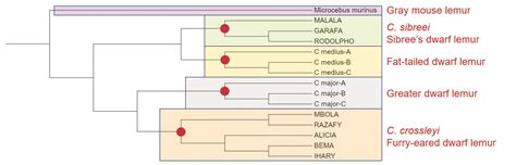 Bioinformatics Activities For The Classroom Minipcr Bio
