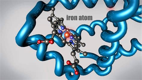 Protein Structure And Function