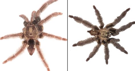Dos Nuevas Especies De Tarántulas Descubiertas En Los Andes Podrían Enfrentarse A La Extinción