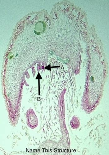 Practical Microscope Flashcards Quizlet