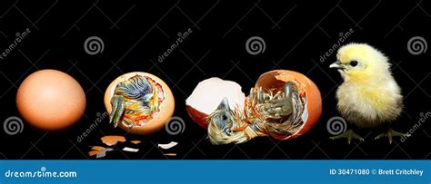 Egg Hatching Stages
