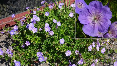 Geranium Rozanne Karins Garden