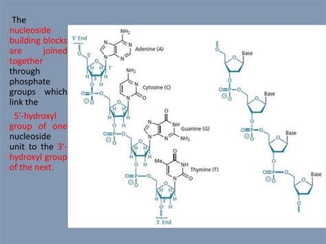 Nucleic Acids Structure And Function Pptx Chemistry Science