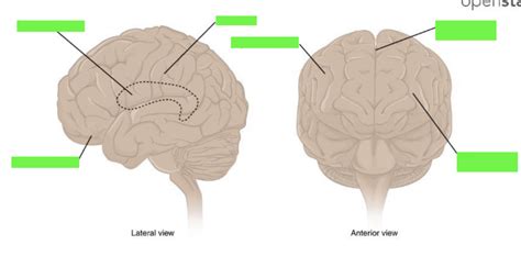Outer View Of Brain Diagram Quizlet