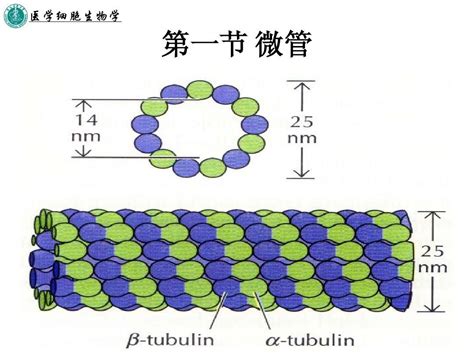 第七章 细胞骨架与细胞的运动word文档在线阅读与下载无忧文档