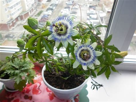 Пассифлора