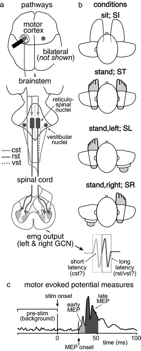 A Diagram Showing The Point Of Cortical Stimulation And The Descending