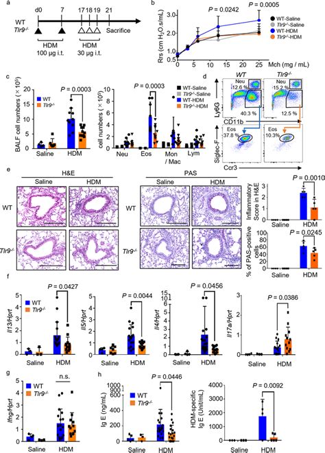 House Dust Mite Hdm Induced Allergic Asthma Is Attenuated In Tlr9−−