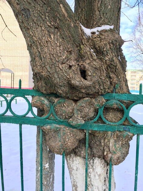 Premium Photo The Fence Vs Tree