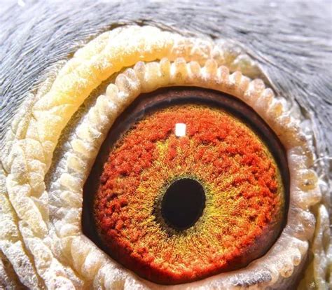 育种有必要看超级育种眼类型