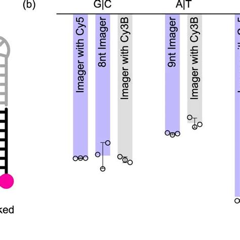 Orthogonal Configurations And Sequences Used To Measure Base Stacking Download Scientific