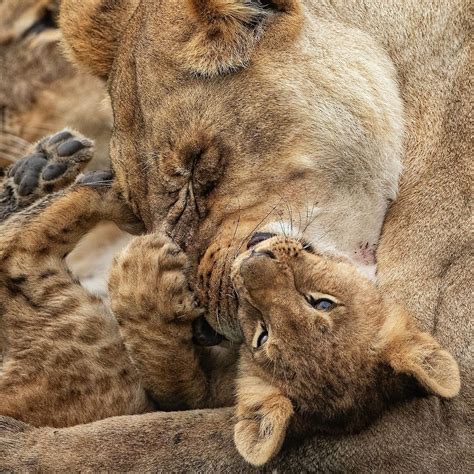 Best Lion Cub Images On Pholder Hardcoreaww Nature Is Fucking Lit And Babybigcatgifs