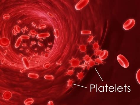 Fellowplanet What Are Platelets And Why Are They Important