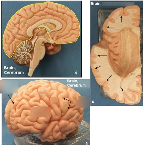 Study Material On The Brain Focused Overview Of The Cerebrum And