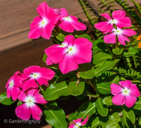 Periwinkle Flowers