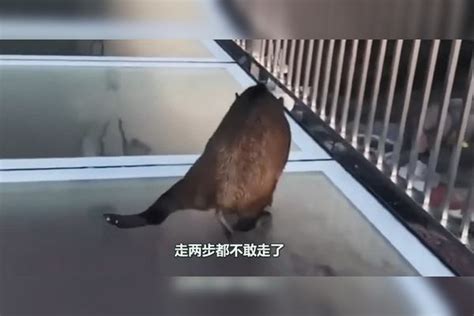 野猪误入玻璃桥2秒后请你憋住别笑网友真是一只糟心的猪