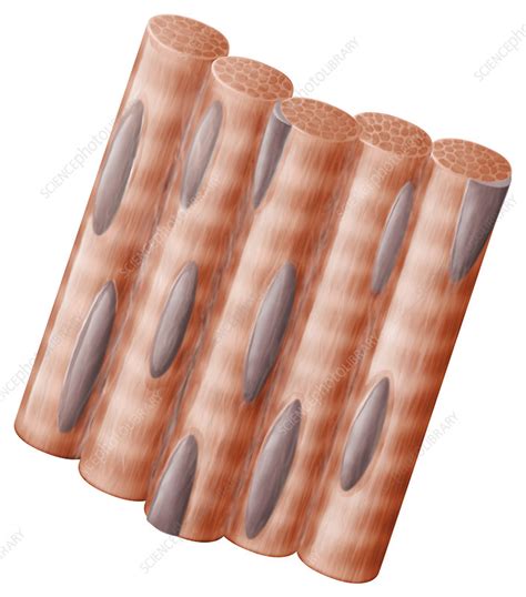 Striated Muscle Fibre Illustration Stock Image C Science Photo Library
