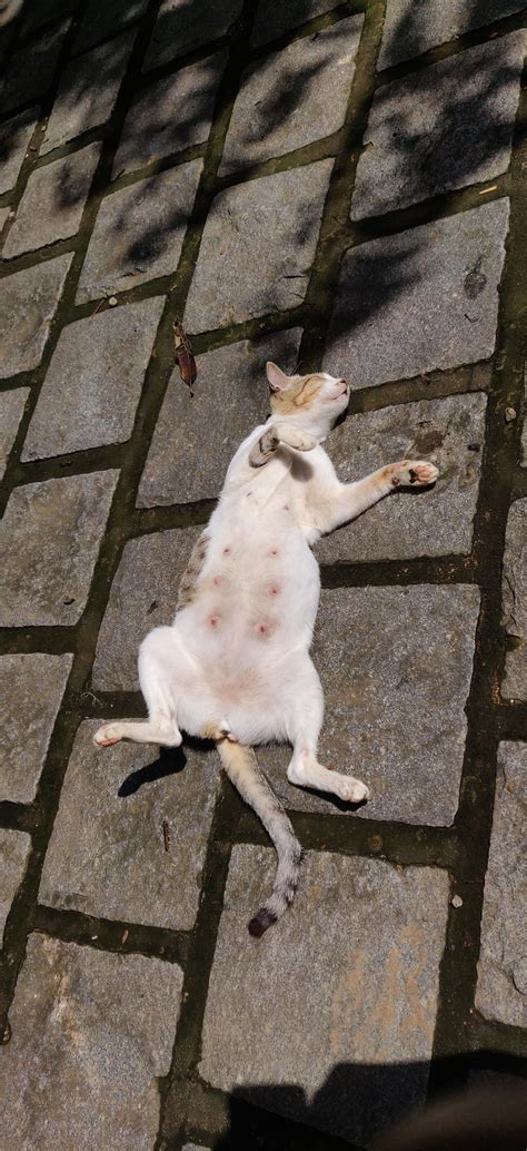 Our Neighborhood Cat Sun Bathing Scrolller