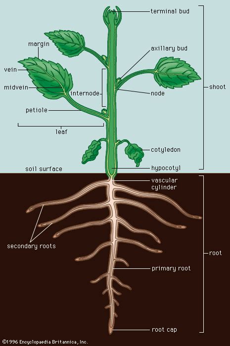 Types Of Angiosperms