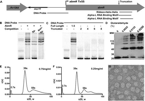 AbmR (Rv1265) is a novel transcription factor of Mycobacterium ...