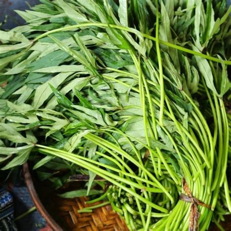 Kilimo Cha Tembele Tanzania