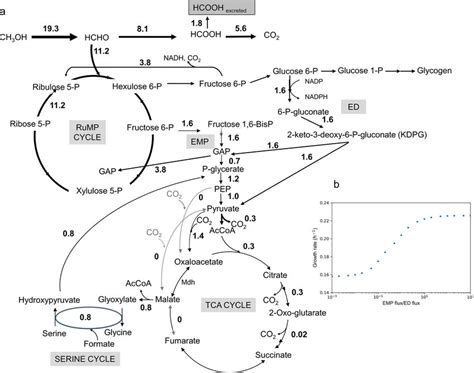 A Flux Distribution Predicted In Cobrapy With The Same Constraints As