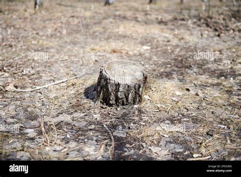 A Small Cut Of A Tree In The Forest Stock Photo Alamy
