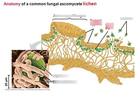 Ascomycete Lichen Diagram Quizlet