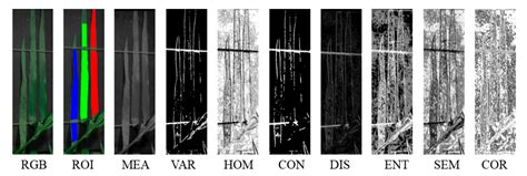 Remote Sensing Free Full Text Early Detection Of Powdery Mildew Disease And Accurate