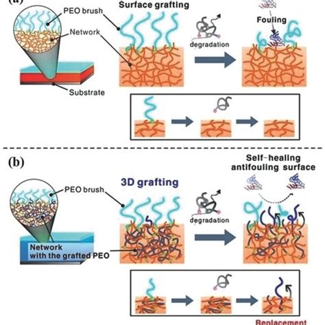 A Chemical Structure Of Fas And Pvdf Hfp B Schematic Coating Download Scientific Diagram