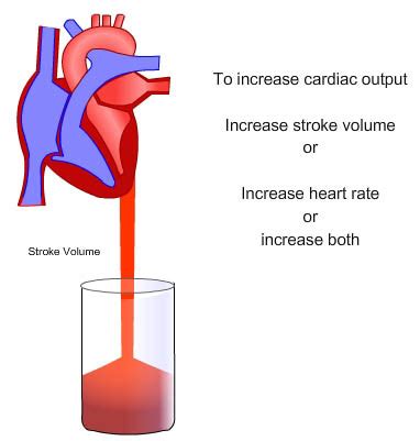 How Can The Heart Increase Cardiac Output Socratic