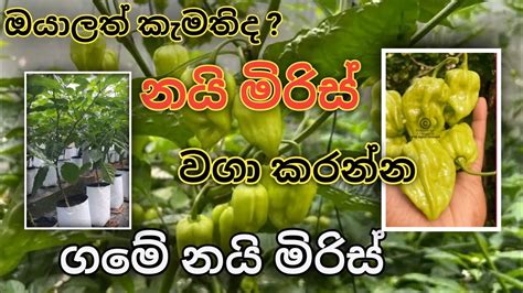 Mage Widhiya Sconch Bonet In Village Nayi Miris Wagava නයි