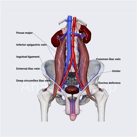 External Iliac Vein Male Pelvis Anatomyapp
