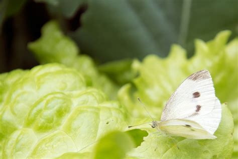 Cabbage Moth Tips On Putting The Hit On An Import
