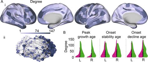 Hubs Of The Structural Covariance Connectome Have A Long Period Of Download Scientific Diagram