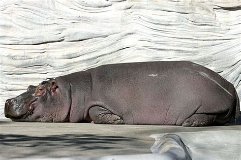 動物園放浪記の画像 エキサイトブログ blog Cute hippo Unique animals Zoo animals