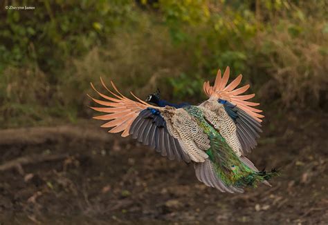 The Magnificent Peacock In Flight Arunachala Birds