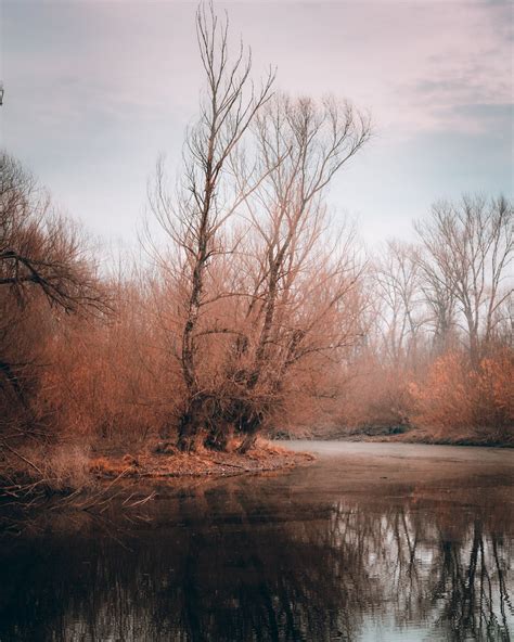 무료 사진 늪 가 시즌 물 시스템 나무 숲 습지 새벽 풍경 트리 안개