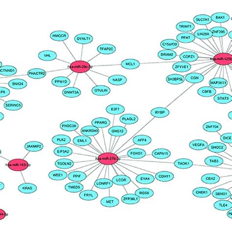 The Microrna Mirna And Gene Regulation Network The Network Was