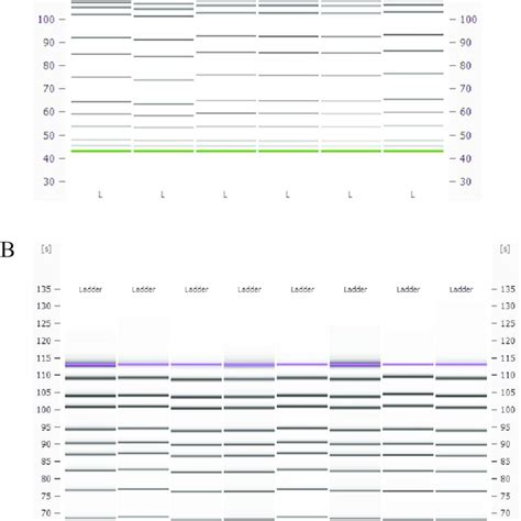 Comparison Profiles Of Ladders Between Chips A Six Agilent Dna 1000 Download Scientific