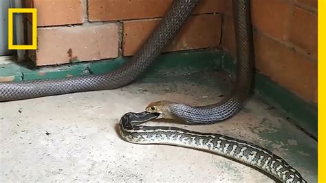 Venomous Snake Devours A Python Whole In This Rare Video National