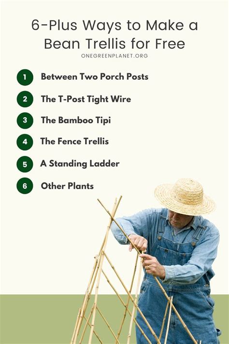 Plus Ways To Make A Bean Trellis For Free In Bean Trellis Pole Beans Beans