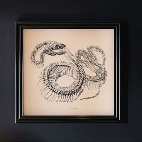 Vintage Boa Constrictor Snake Skeleton 1800s Science Illustration