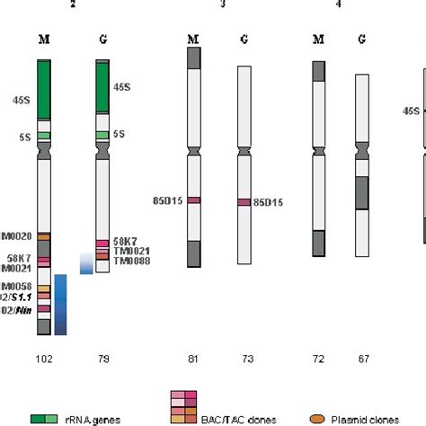 Idiogram Of Lotus Japonicus Miyakojima Mg 20 M In Comparison To The Download Scientific