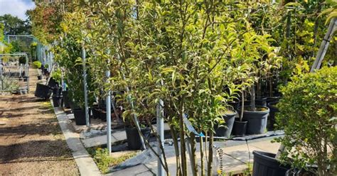 Ligustrum Japonica Excelsum Superbum 110 Litres Multi Trunk