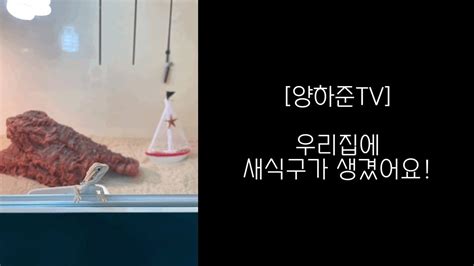 양하준tv 우리집에 새식구가 생겼어요 Youtube