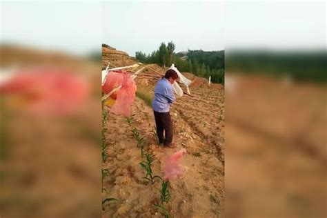 农村大妈居然挑着灯笼山村地里吓唬野鸟偷食种子这野鸟也是没吃的了专门来地里扒开种子 种子 灯笼 山村