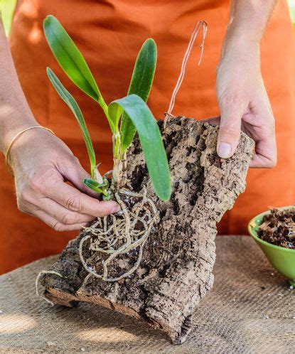 Mounting An Orchid Step By Step Guide For Stunning Displays Gardening Know How