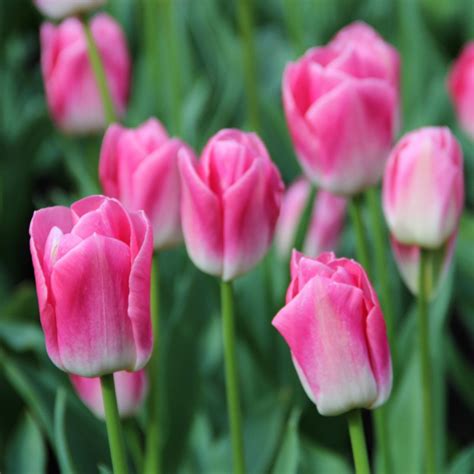 Tulipa Dynasty