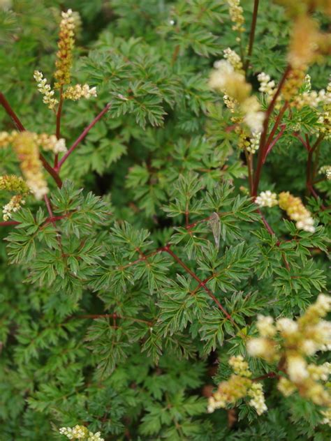 Shade Aruncus Aethusifolius The Beth Chatto Gardens